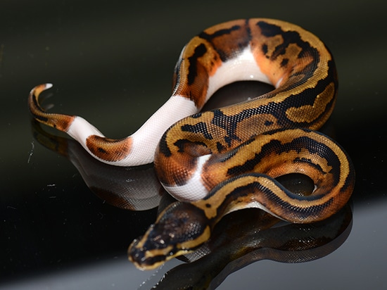 Pied Het Genetic Stripe Ball Python by Jon's Jungle, LLC