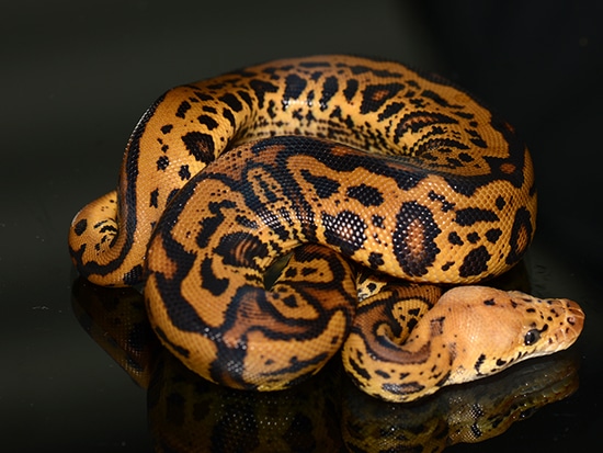 Pastel Spotnose Confusion Clown Ball Python by Jon's Jungle, LLC