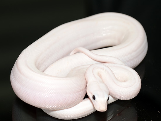 Emperor Diamond Super Fire Boa Constrictor by Jon's Jungle, LLC