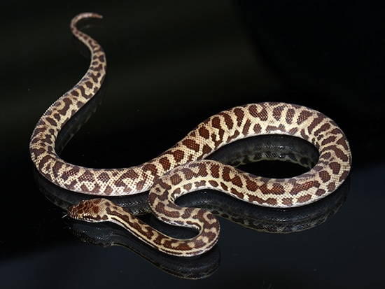 Western Wheatbelt (Male And Female)cb 2023 Stimson's Python by Jon's ...