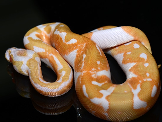 Candy Pied Ball Python by Jon's Jungle, LLC