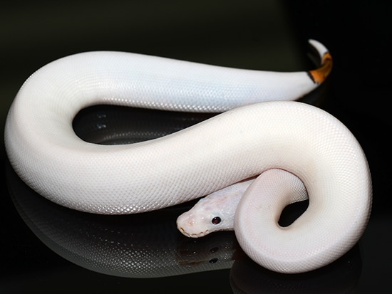 Pinto Pied "10 Ball Python by Jon's Jungle, LLC
