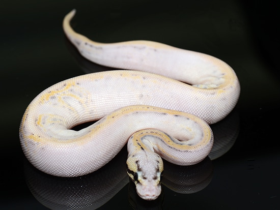 Leopard Ivory Super Pastel Ball Python by Jon's Jungle, LLC
