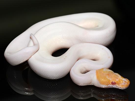 Albino Pinto Pied Ball Python by Jon's Jungle, LLC
