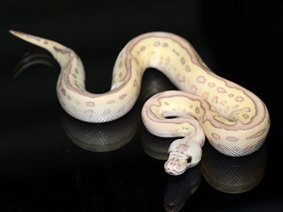 Pastel Leopard Banana Butter Clown Ball Python by Jon's Jungle, LLC