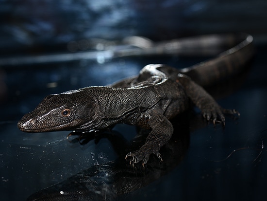 0.0.1 Cb 24 Black Dragon Water Monitor by Jon's Jungle, LLC