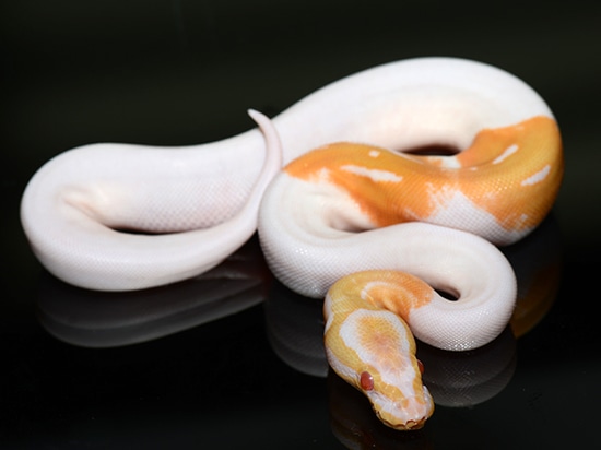 Albino Pied Ball Python by Jon's Jungle, LLC