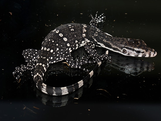 Axanthic Asian Water Monitor by Jon's Jungle, LLC