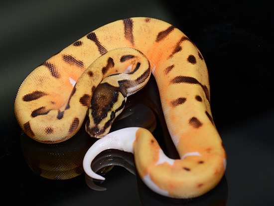 Enchi Clown Poss Yellow Belly Lace Ball Python by Jon's Jungle, LLC