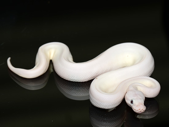 Blue Eyed Lucy Ball Python by Jon's Jungle, LLC