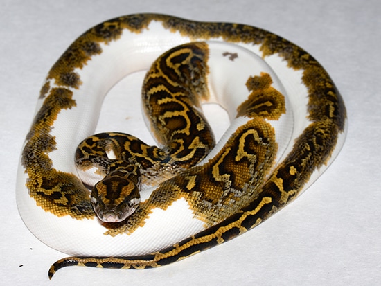 Pied Het Albino High White Burmese Python by Jon's Jungle, LLC