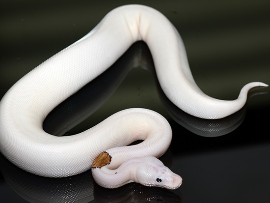 White Head Pinto Pied Ball Python by Jon's Jungle, LLC