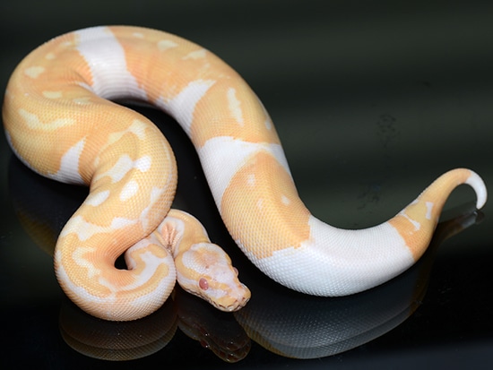Albino Spotnose Pied Ball Python by Jon's Jungle, LLC
