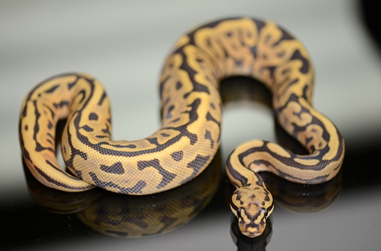 Hypo Leopard Confusion Ball Python by Jon's Jungle, LLC