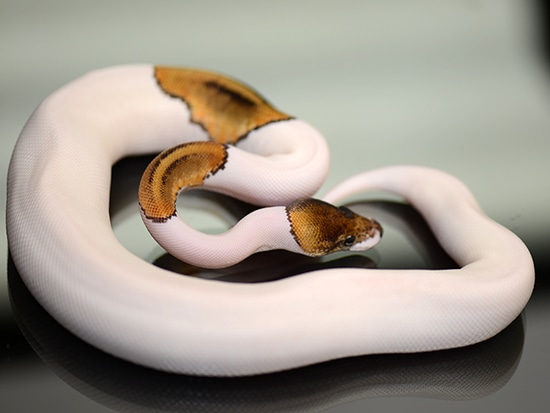 Pinto Pied Ball Python by Jon's Jungle, LLC