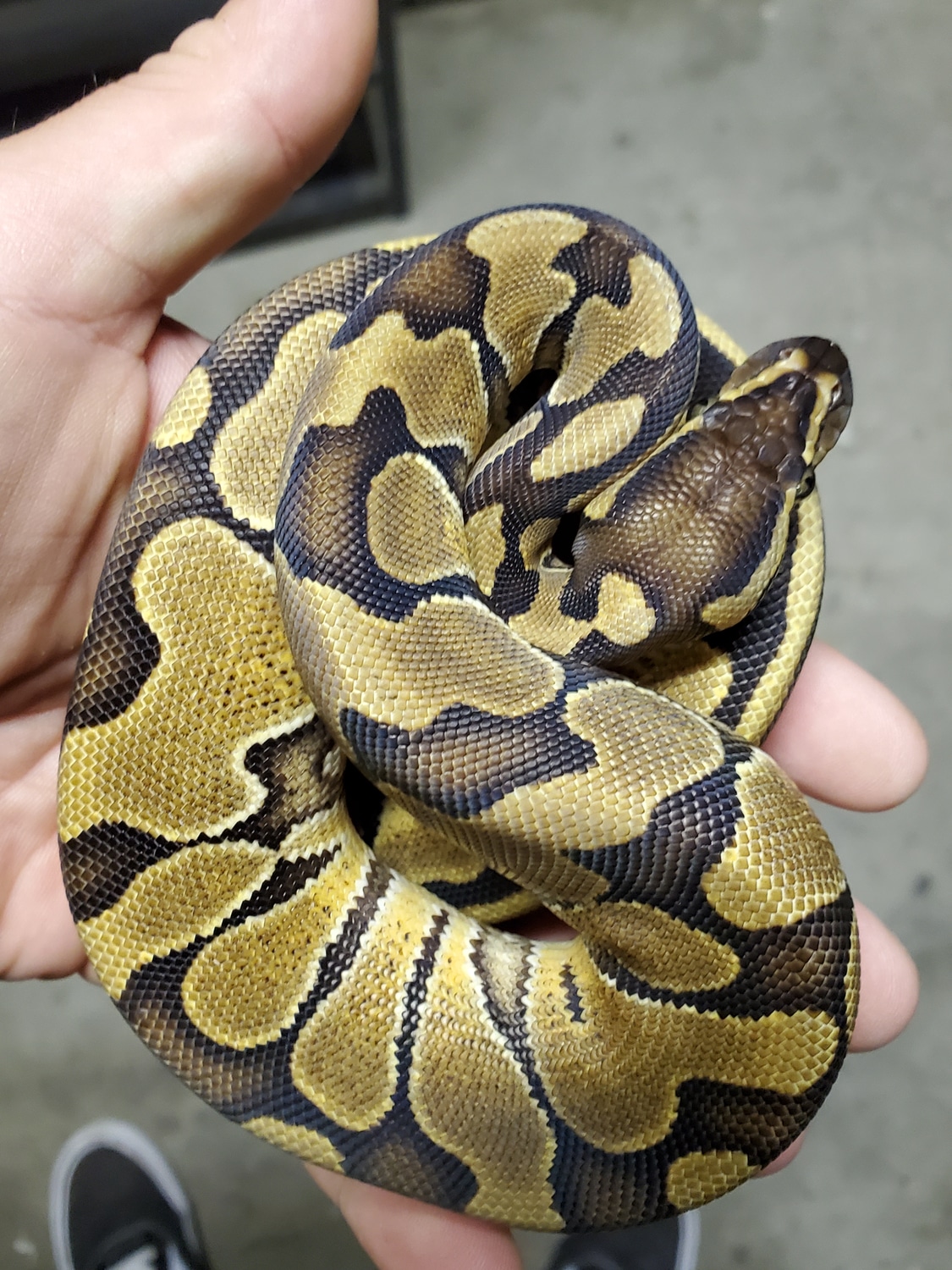 Enchi Het Hypo Ball Python by Jlm Exotics - MorphMarket