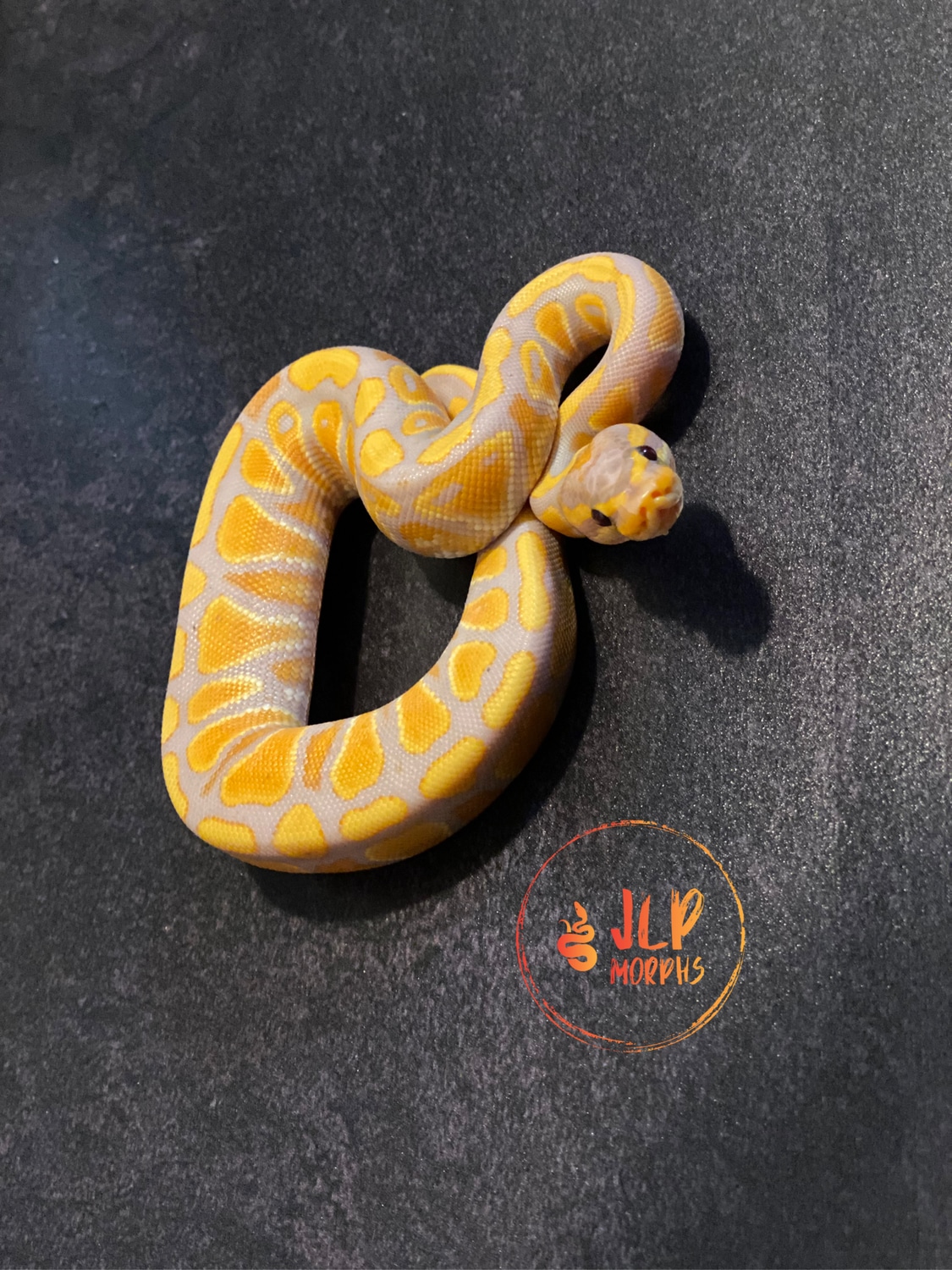 Banana High Intensity Orange Dream Blade Het Clown Ball Python by JLP ...