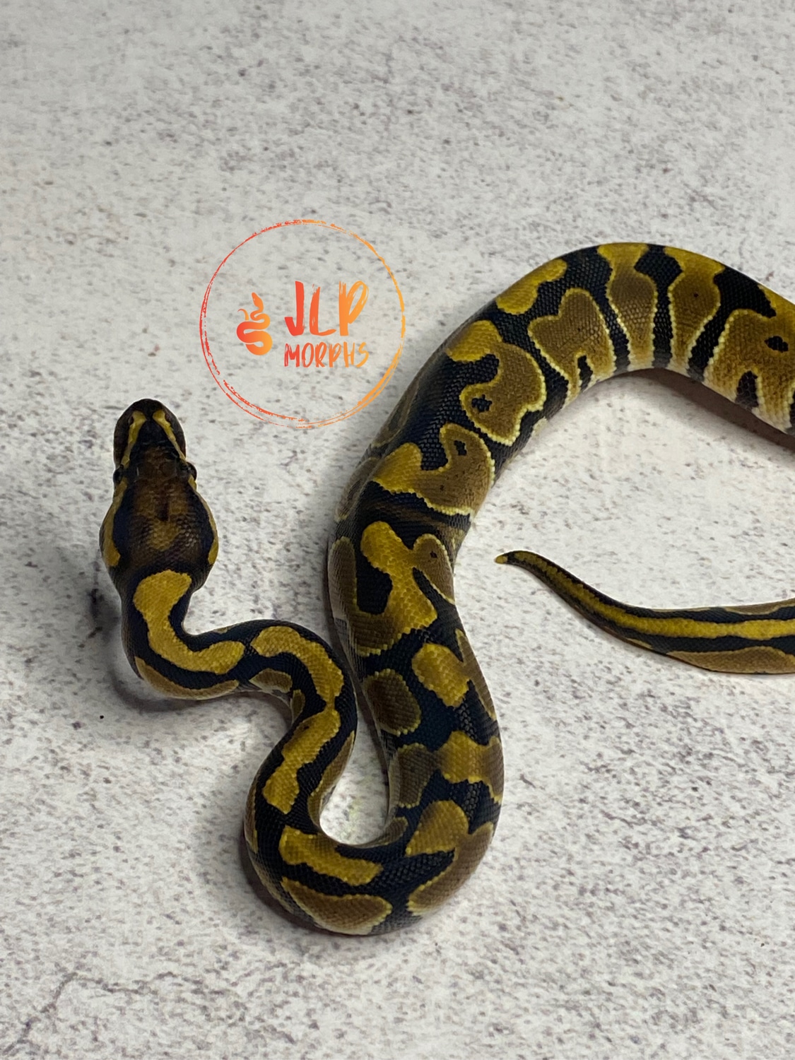 Blade Het Clown Ball Python by JLP Morphs - MorphMarket