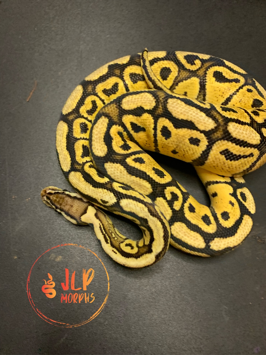 Pastel Red Stripe 100% Het Clown Ball Python by JLP Morphs - MorphMarket