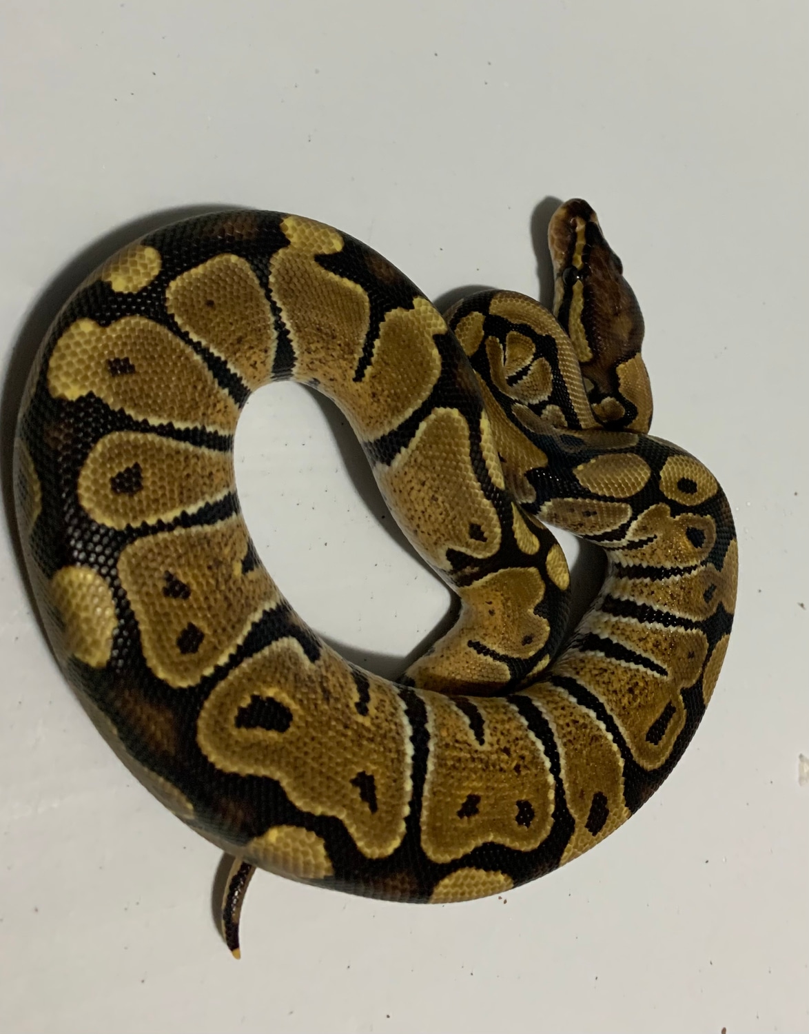 Vanilla Yellow Belly Ball Python by JLP Morphs - MorphMarket
