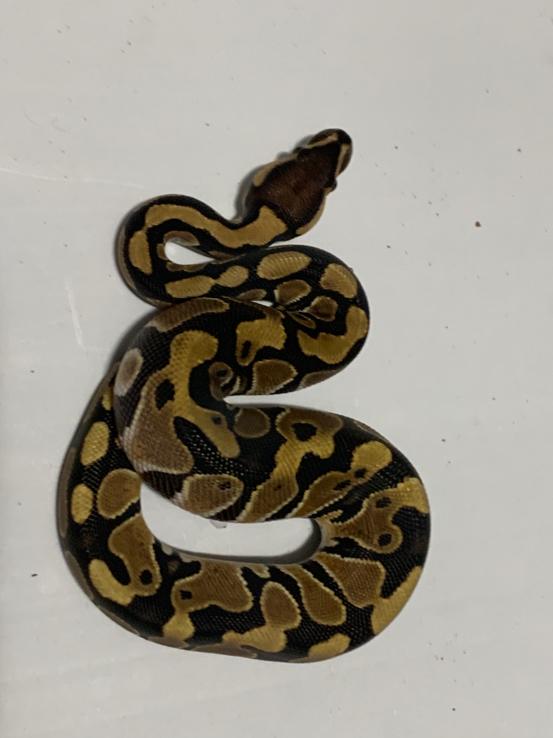 Blade Het Clown Ball Python by JLP Morphs - MorphMarket