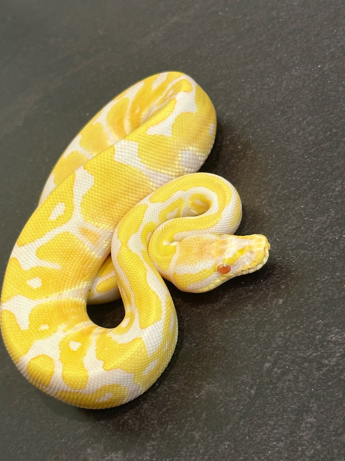 Candino Ball Python by JLP Morphs - MorphMarket