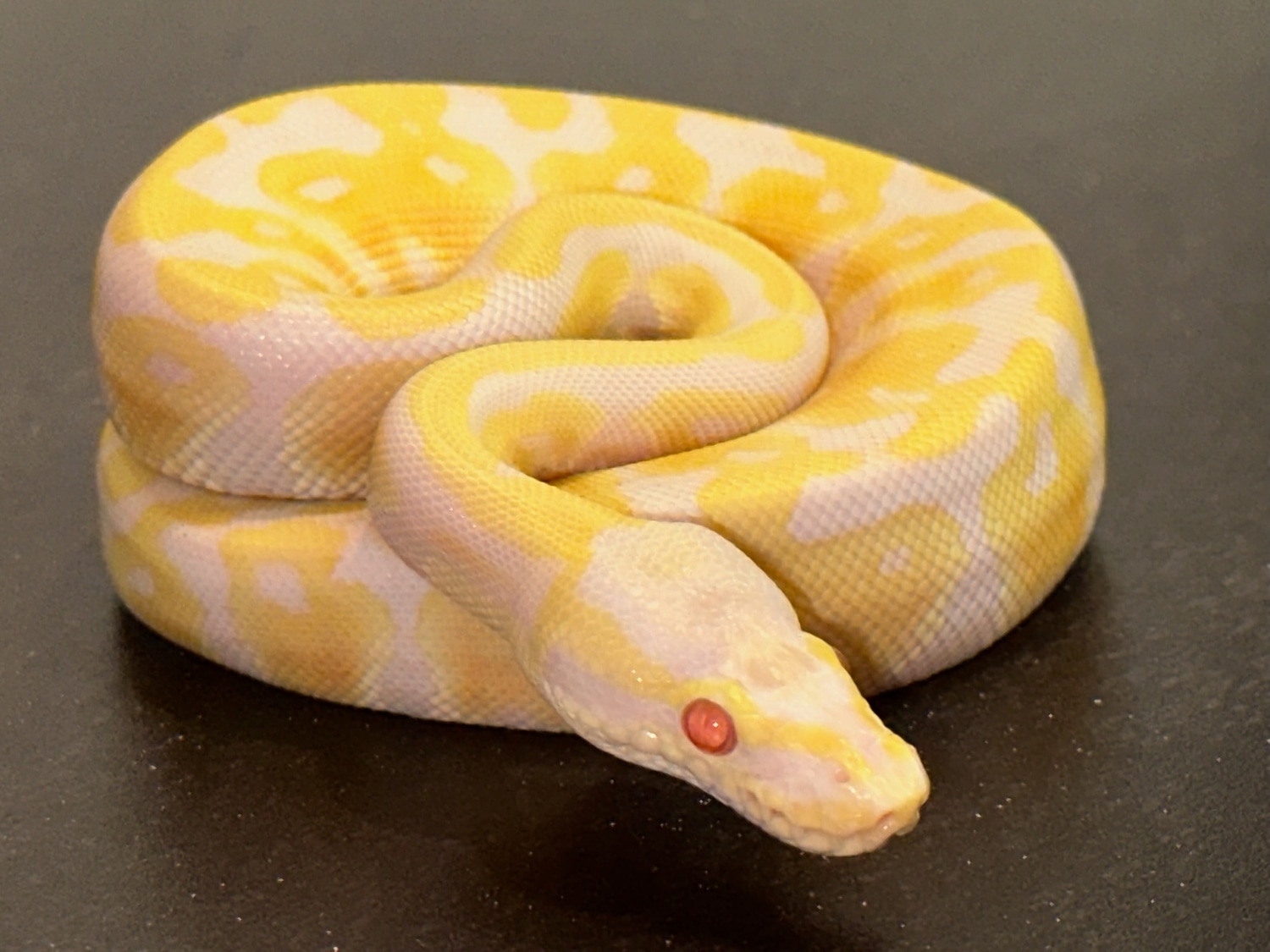 Pastel Candino Ball Python by JLP Morphs - MorphMarket