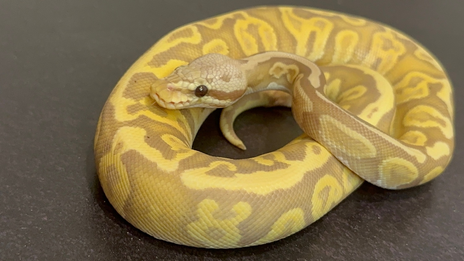 GHI Pastel Leopard Banana Ball Python by JLP Morphs - MorphMarket