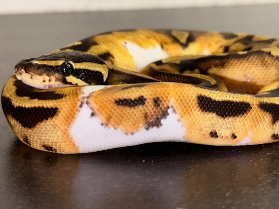 Pied Male Super Bright Ball Python by JLP Morphs