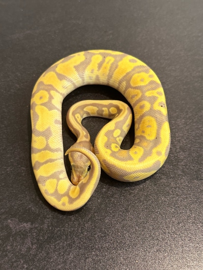 Banana Confusion Ball Python by JLP Morphs