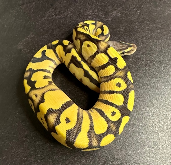 Firefly OD YB Ball Python by JLP Morphs