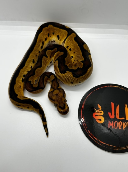 Yellow Belly Clown Ball Python by JLP Morphs