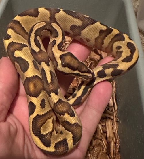 Leopard Enchi Fire Yellow Belly Ball Python by JLP Morphs