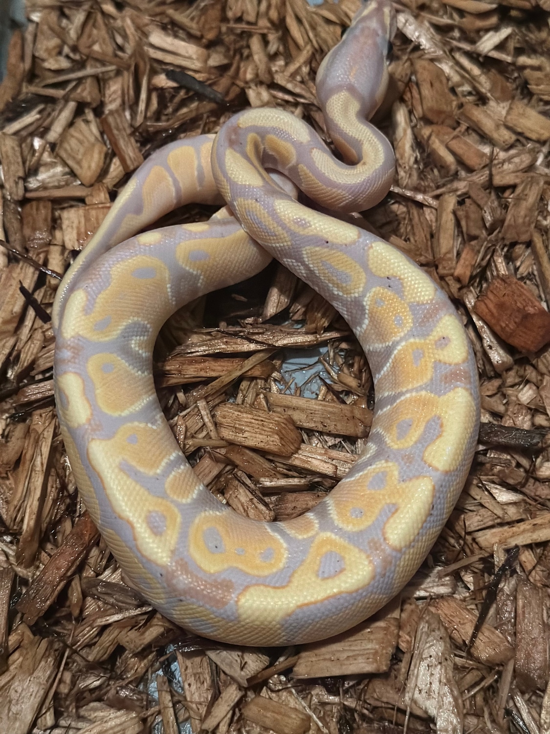 Banana Het Clown Ball Python by JLP Morphs - MorphMarket