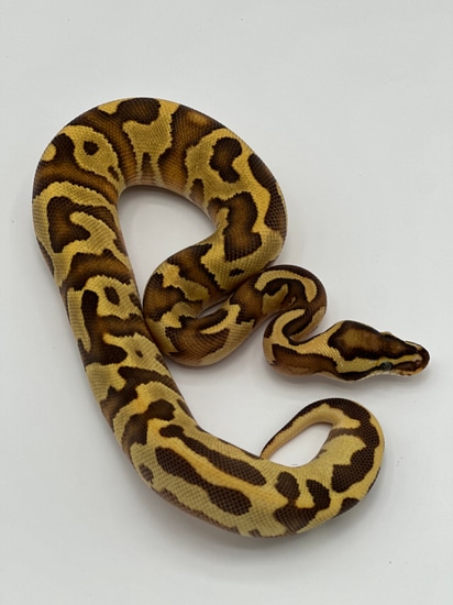 Leopard Enchi Fire Yellow Belly Ball Python by JLP Morphs