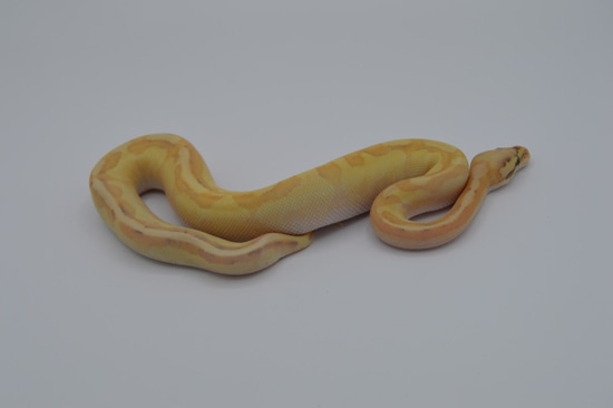 Orange Dream Vanilla Scream Ball Python by JLP Morphs