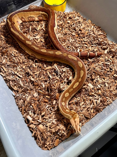 Hypo Jungle Monster Tail Ready To Breed Boa Constrictor by JLP Morphs