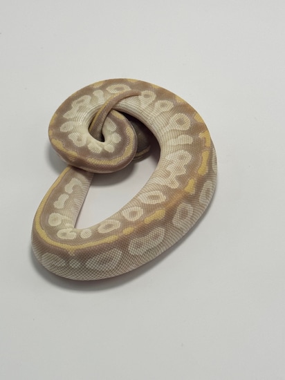 Crystal Ball Python by JLP Morphs