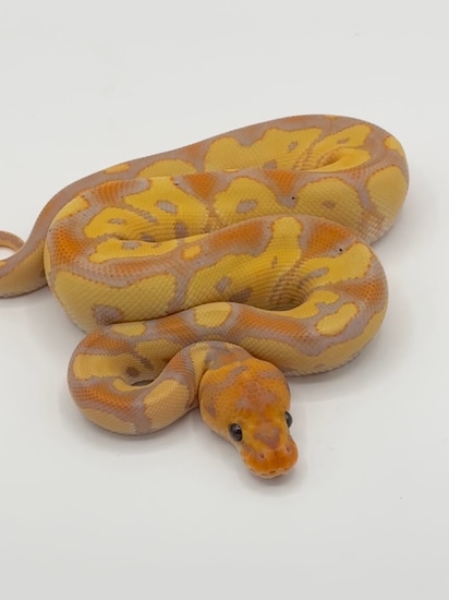Banana Stranger Clown Ball Python by JLP Morphs