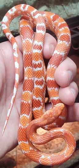 Red Zeppelin Corn Snake by Southern Maine Hognose