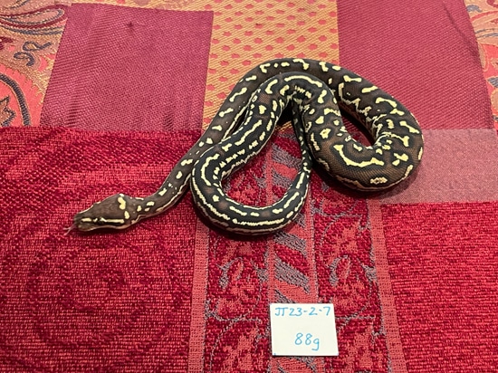 Angolan Python by JT Snakes