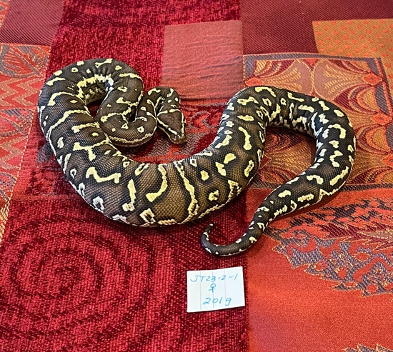 Angolan Python by JT Snakes
