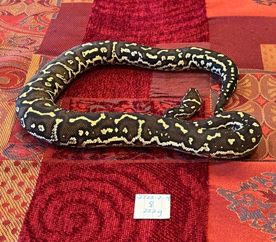 Angolan Python by JT Snakes