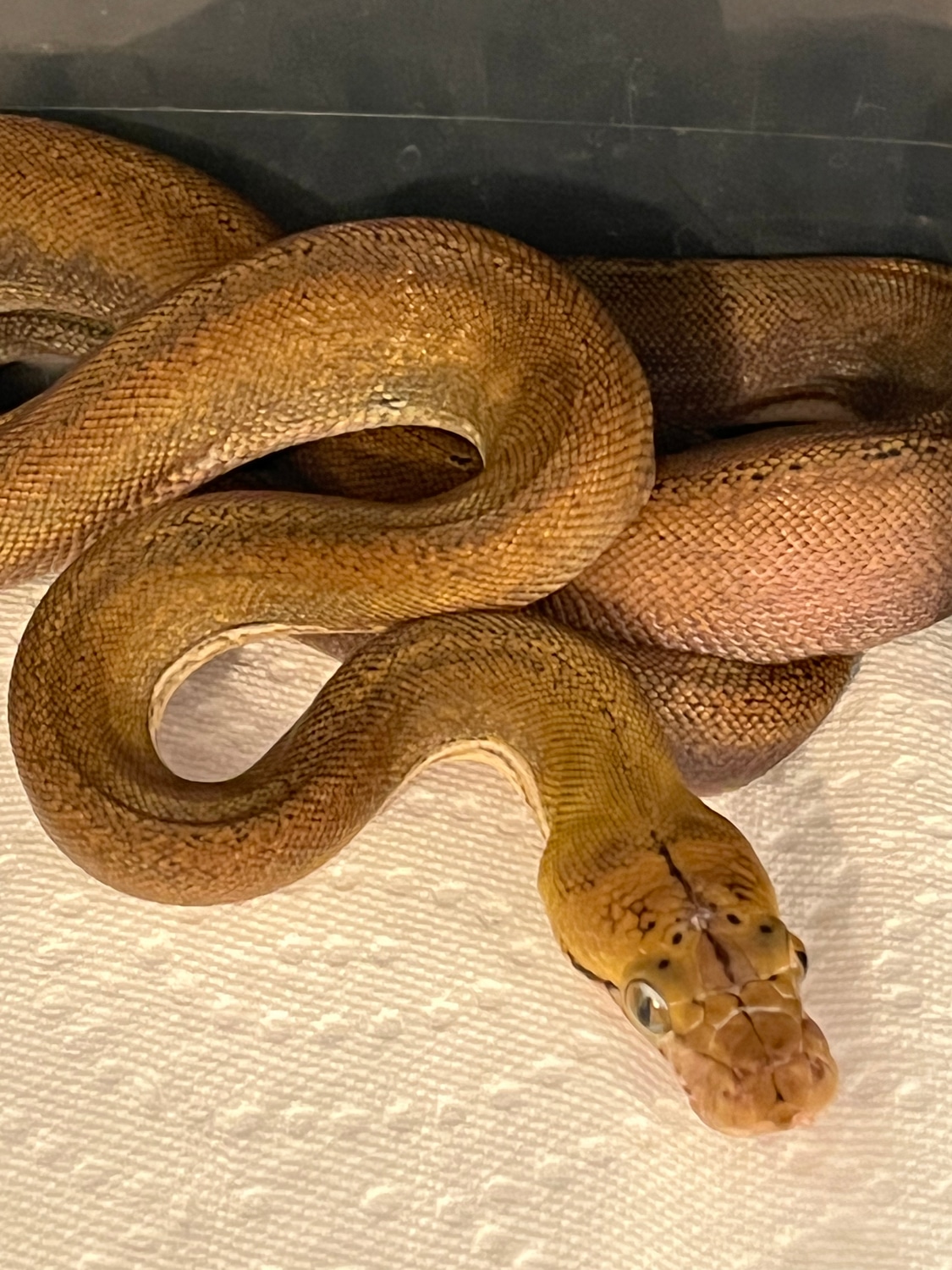 31.25%SD, 43.75% D Platinum Golden Child Het Anery Pos Het Albino ...