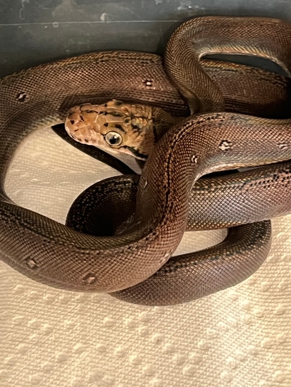 31.25% SD, 43.75% D Anery Golden Child Pos Het Albino Reticulated ...