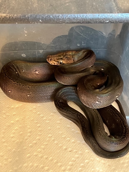31.25% SD, 43.76% D, Anery Golden Child Pos Het Albino Reticulated ...
