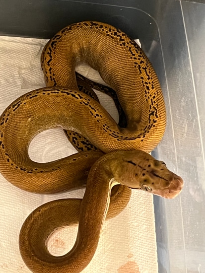 31.25% SD, 43.75% D Platinum Golden Child Het Anery Pos Het Albino ...