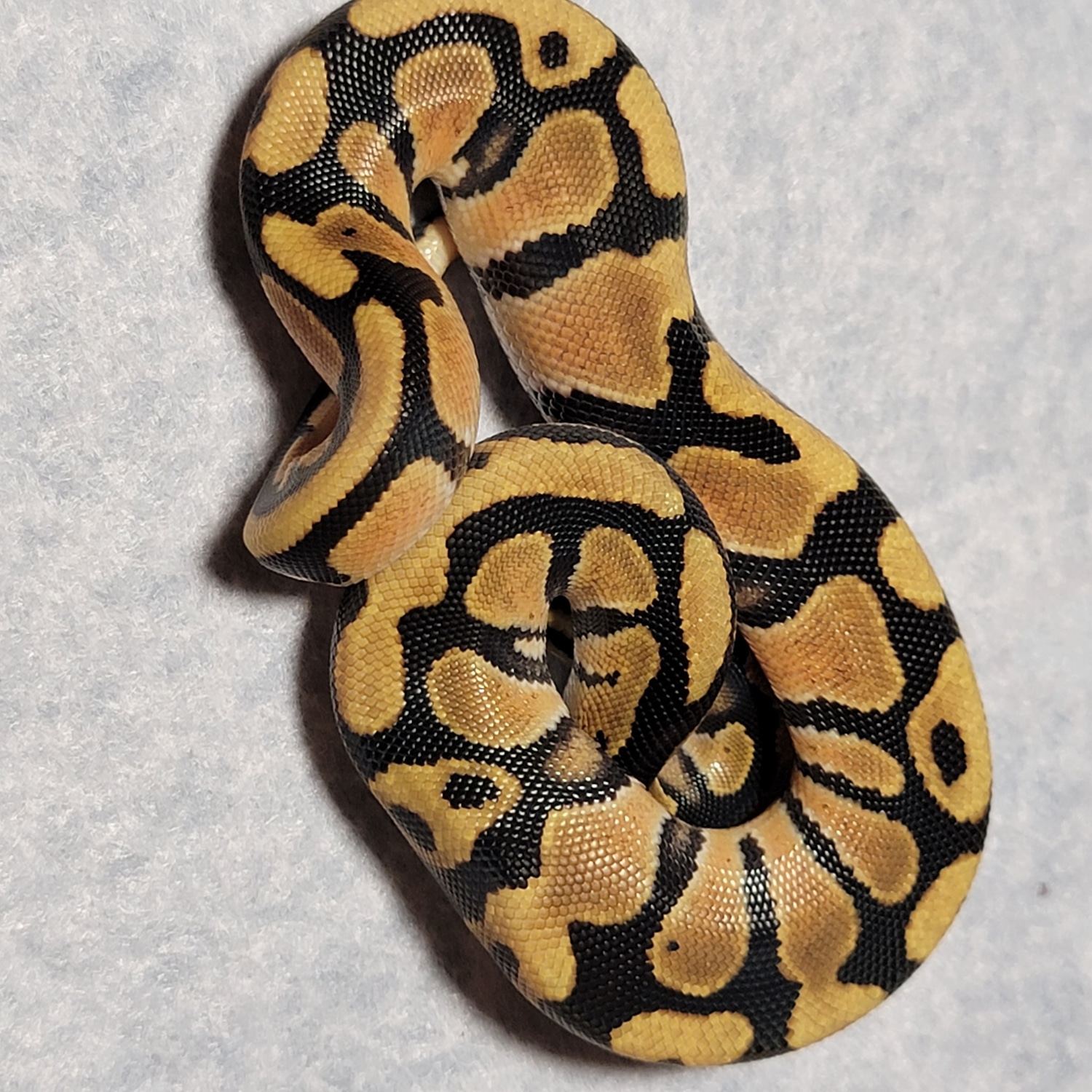 Orange Dream Ball Python by Nevermore Exotics - MorphMarket