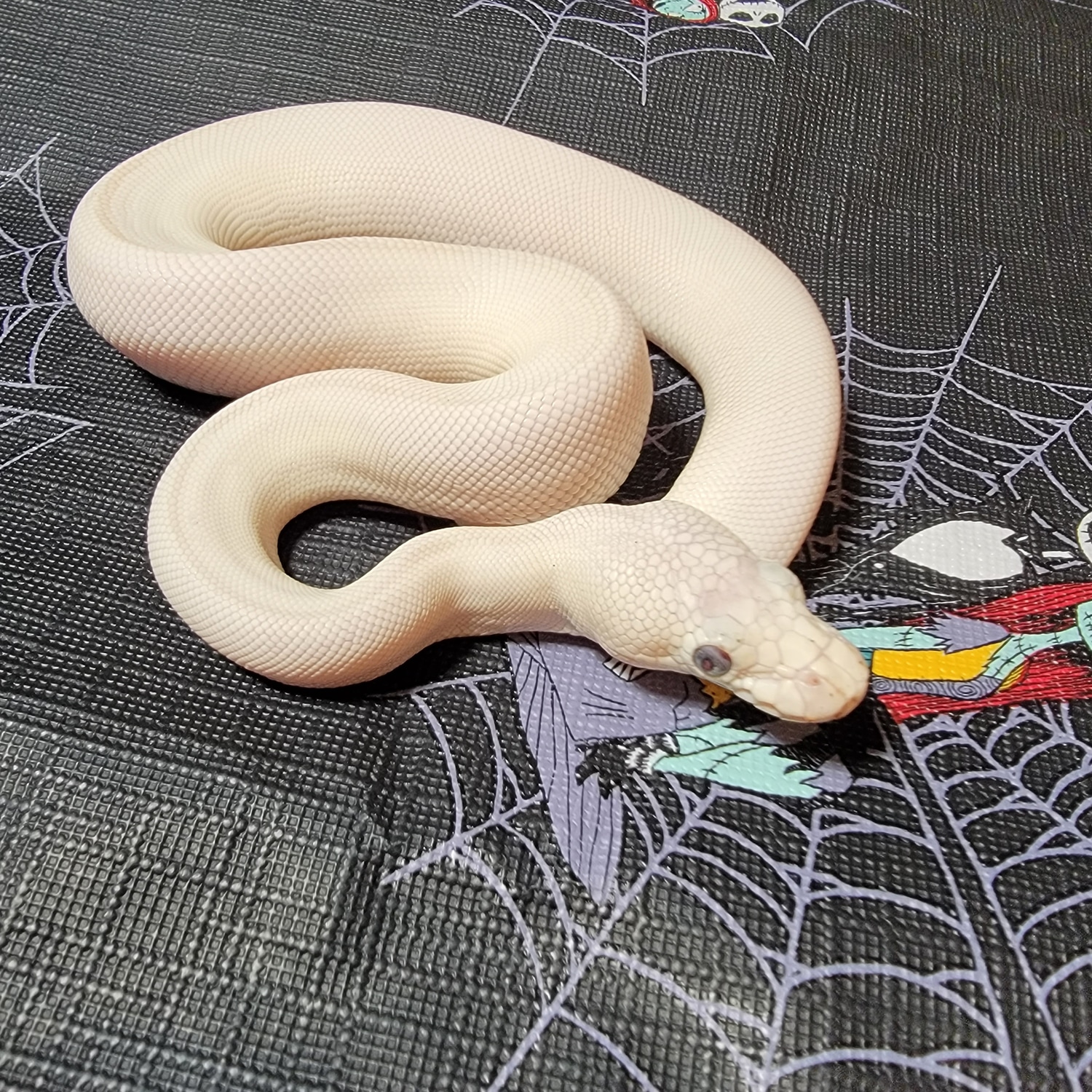 Blue Eyed Lucy Ball Python by Nevermore Exotics - MorphMarket