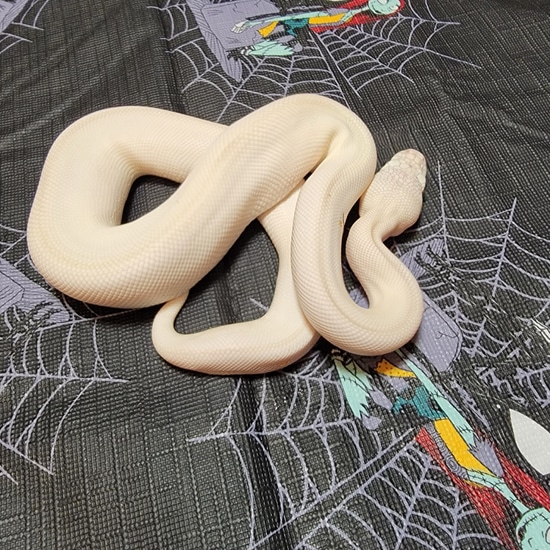 Blue Eye Leucistic Ball Python by Nevermore Exotics